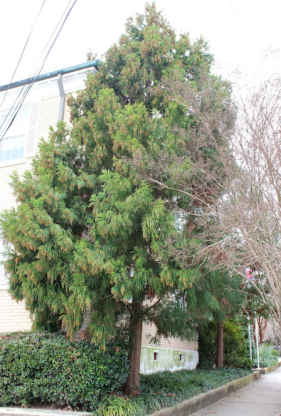 Japanese cedar, Sugi | Project Noah