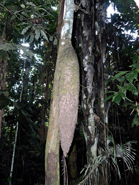 Aztec ants nest | Project Noah