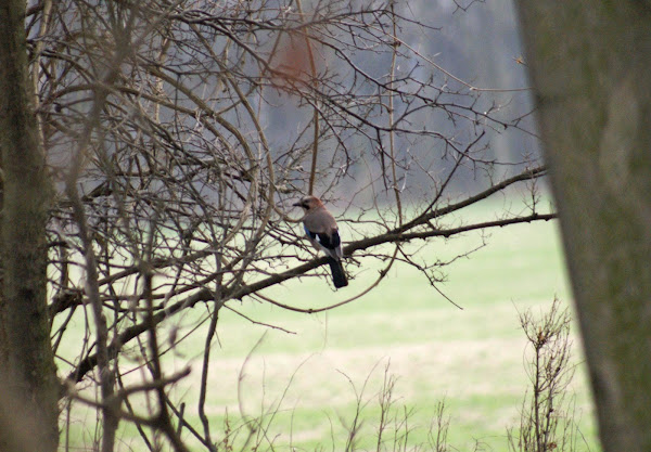 Eurasian Jay | Project Noah
