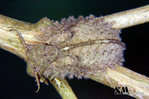 Owl fly larva | Project Noah