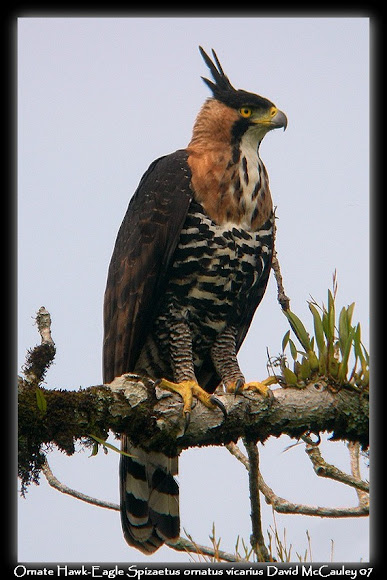 Ornate Hawk-Eagle | Project Noah