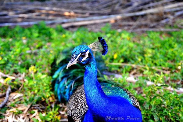 Pavão | Project Noah