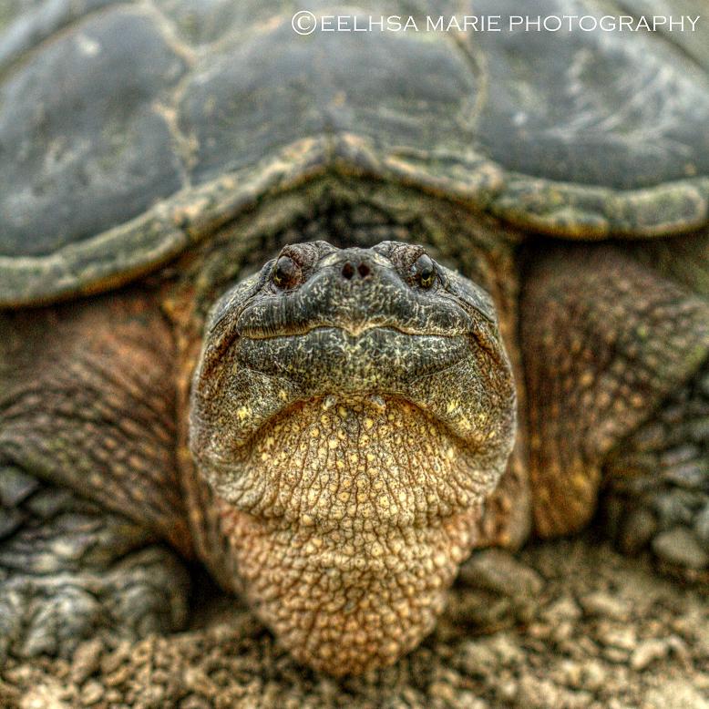 Common Snapping Turtle | Project Noah