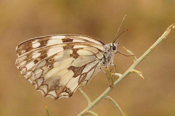 Melanargia galathea | Project Noah
