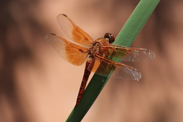 Flame Skimmer | Project Noah