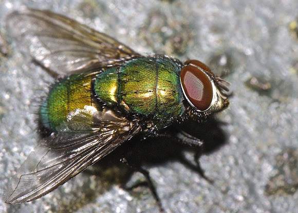 Common green bottle fly | Project Noah