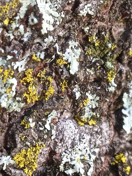 Lemon lichen | Project Noah