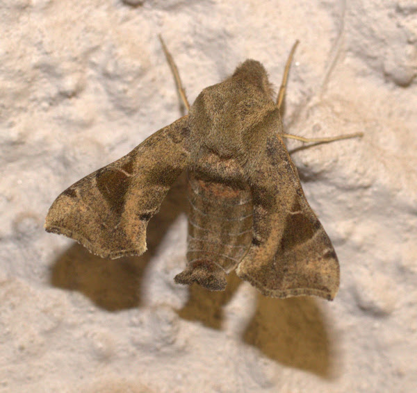 Hawklet or Savanna Hawkmoth | Project Noah