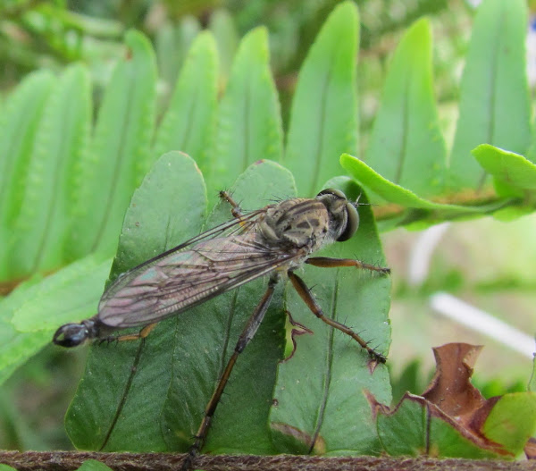 Robber fly | Project Noah