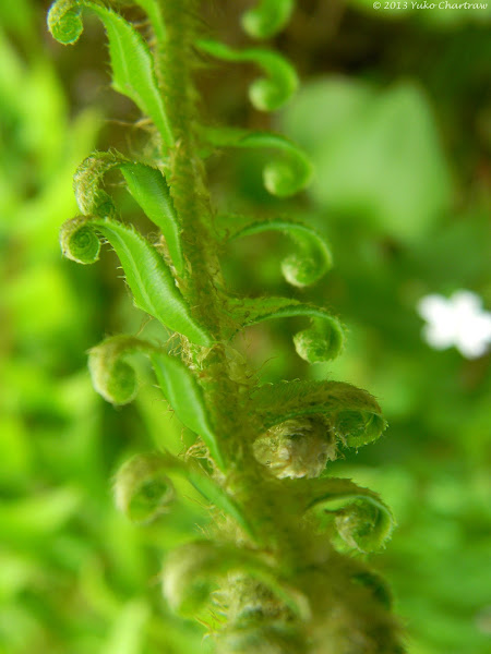 Western Sword Fern | Project Noah