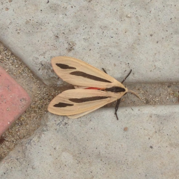 Arctiid moth | Project Noah