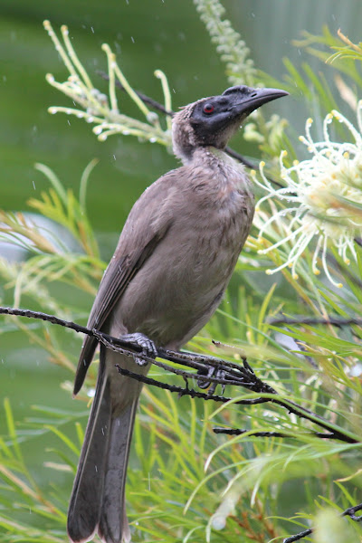 Helmeted Friarbird | Project Noah