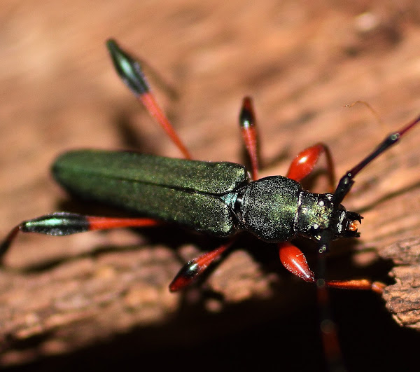 Large Green Longhorn | Project Noah