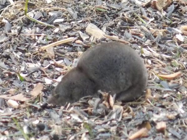 Woodland Vole | Project Noah