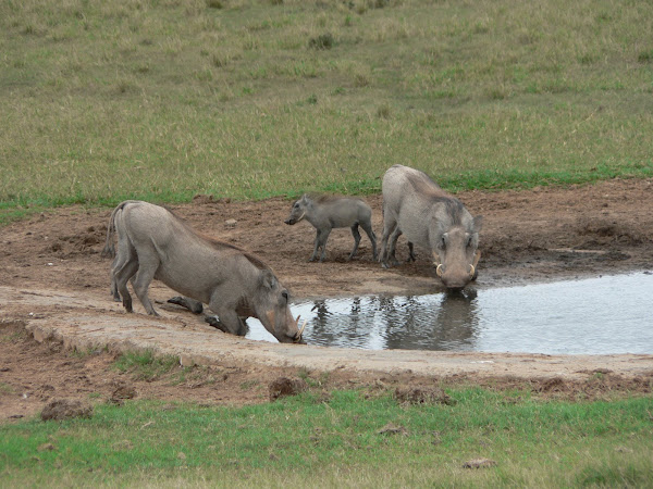 Southern warthog | Project Noah