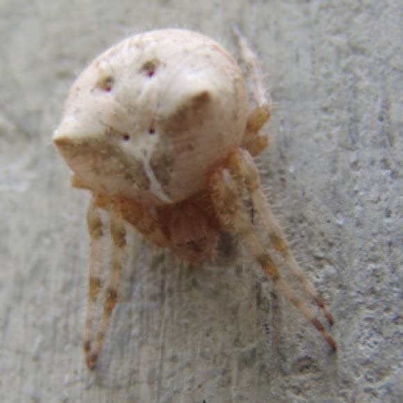 Jewel spider | Project Noah