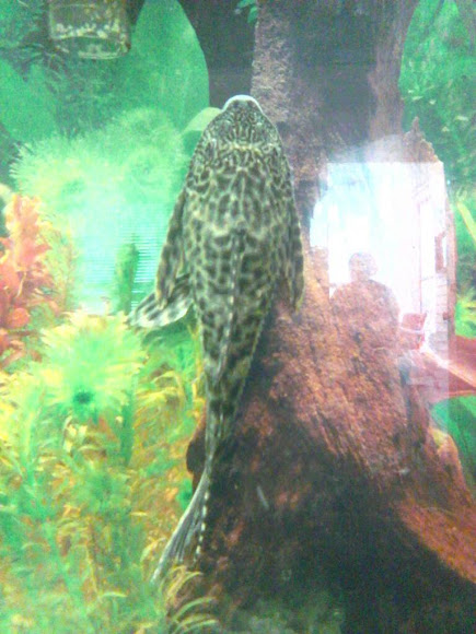 Spotted high fin pleco | Project Noah