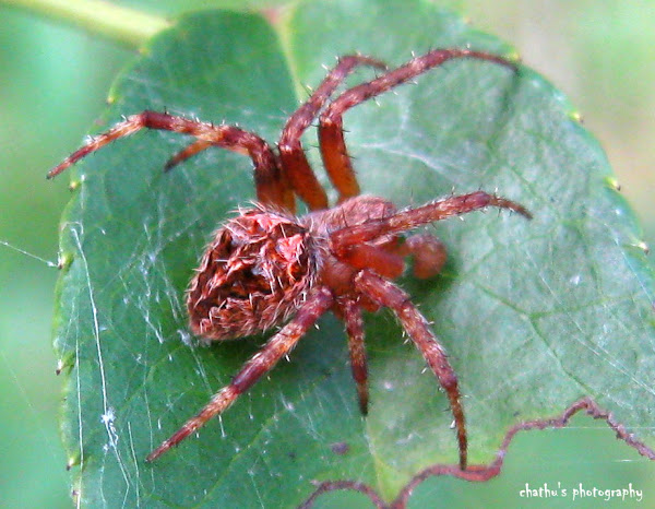 Monkey-like Orb Weaver | Project Noah