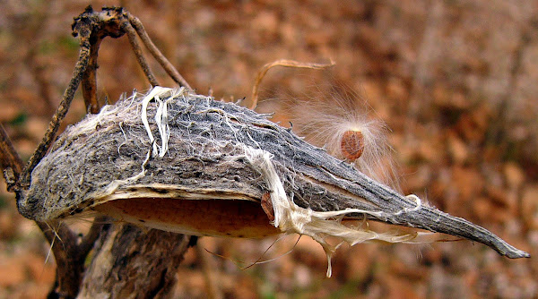 Common Milkweed Seed Pods | Project Noah
