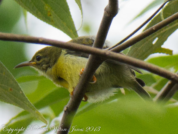 Brown-throated Sunbird | Project Noah