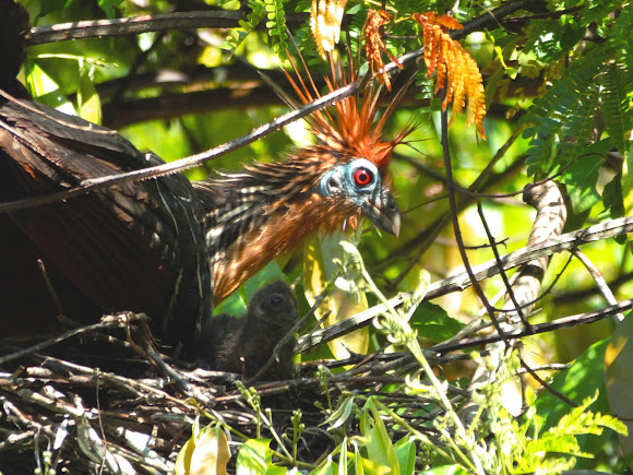 Hoatzin nest and chicks | Project Noah