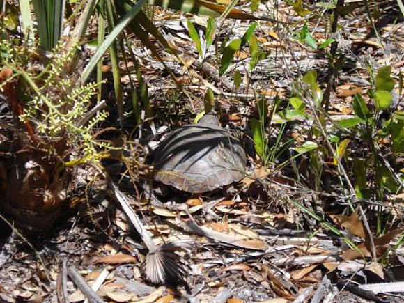 Gopher Tortoise | Project Noah