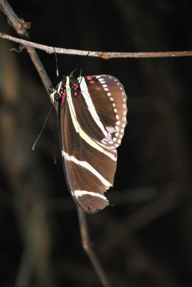 Zebra Longwing | Project Noah