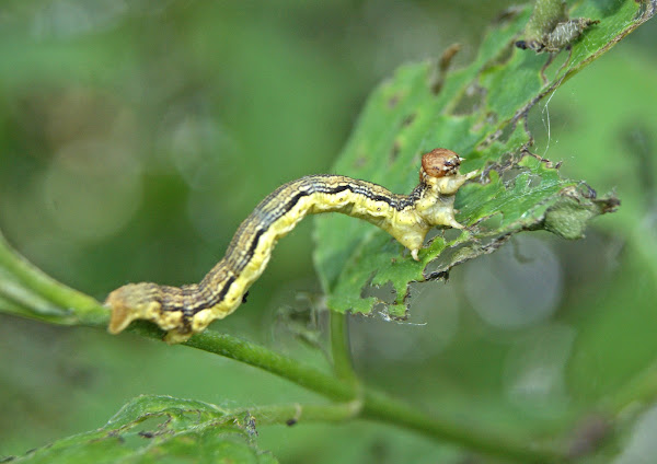 Mottled Umber Caterpillar | Project Noah