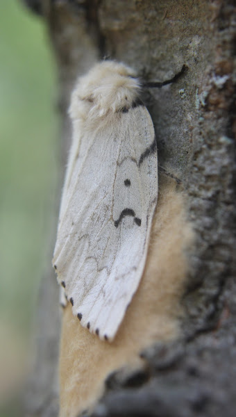 Gypsy Moth, female laying eggs | Project Noah