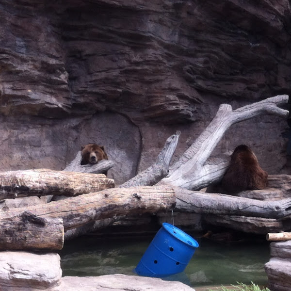 Grizzly Bear | Project Noah