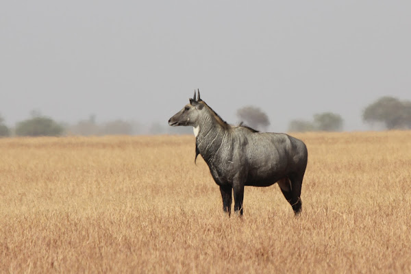 Nilgai | Project Noah
