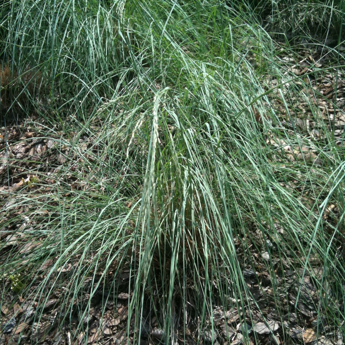 Blue Love Grass | Project Noah