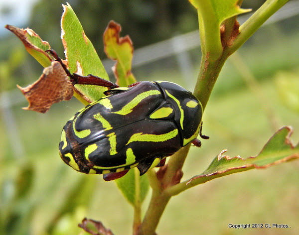 Green Fiddler Beetle | Project Noah