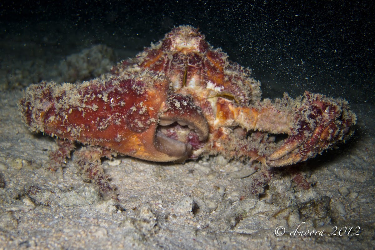 Horrid Elbow Crab, Rubble Crab | Project Noah