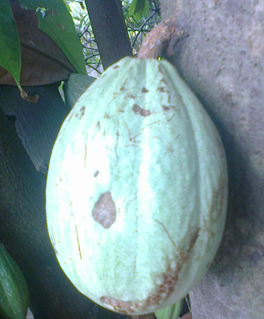 Cocoa | Project Noah