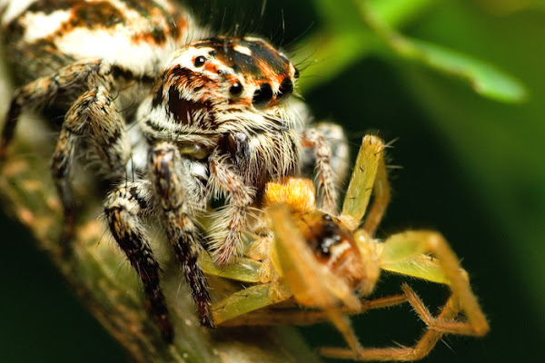 Jumping Spider | Project Noah