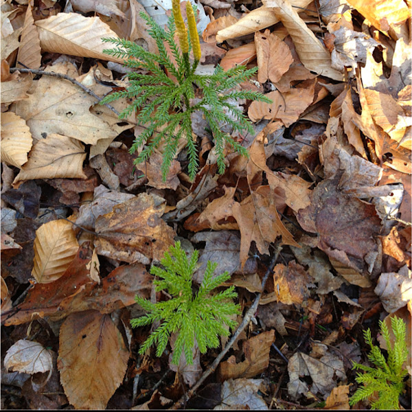 Princess Pine (Club Moss) | Project Noah