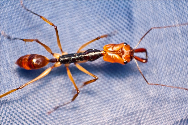 Odontomachus sp. | Project Noah