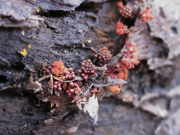 red wasp nest slime mold | Project Noah