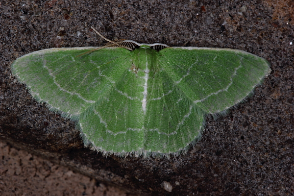 Wavy-Lined Emerald | Project Noah