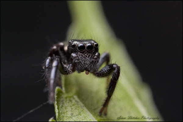 Round Ant Eater | Project Noah