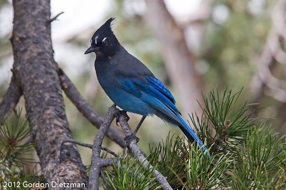 Steller's Jay | Project Noah