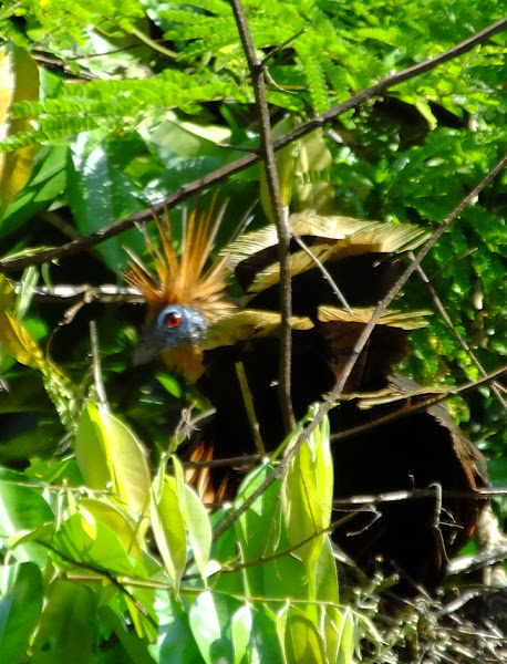 Hoatzin nest and chicks | Project Noah