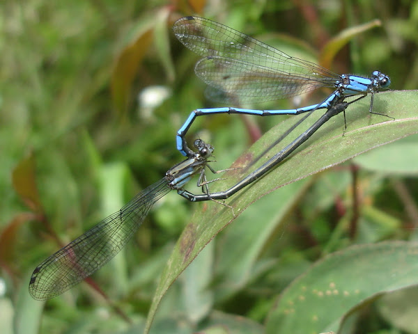 Blue-fronted Dancer Damselfly | Project Noah