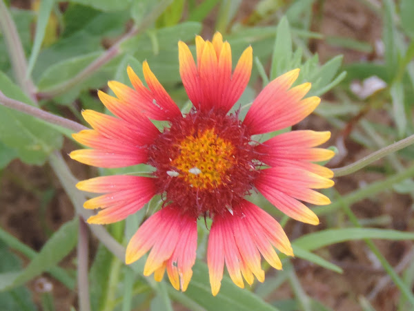 Firewheel or Blanket Flower | Project Noah