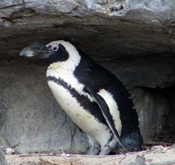 African Penquin | Project Noah