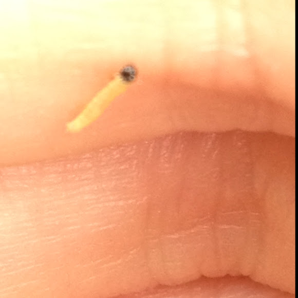 Inch worm | Project Noah