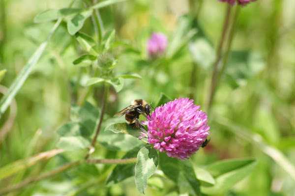 Bumble bee | Project Noah