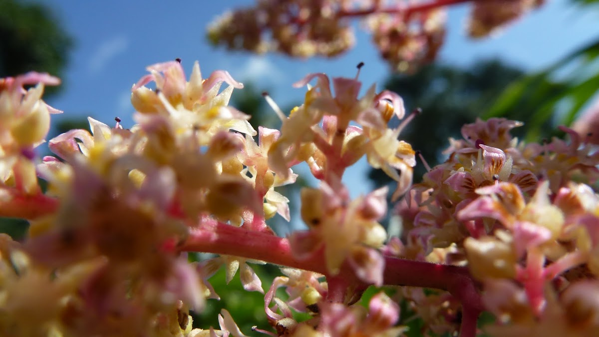 Mango Flowers | Project Noah