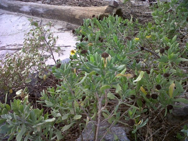 Sea Oxeye | Project Noah